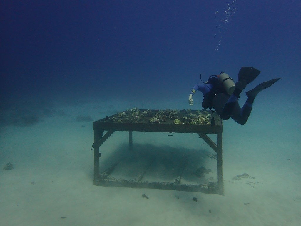 Restore with Resilience - Ocean Alliance Project