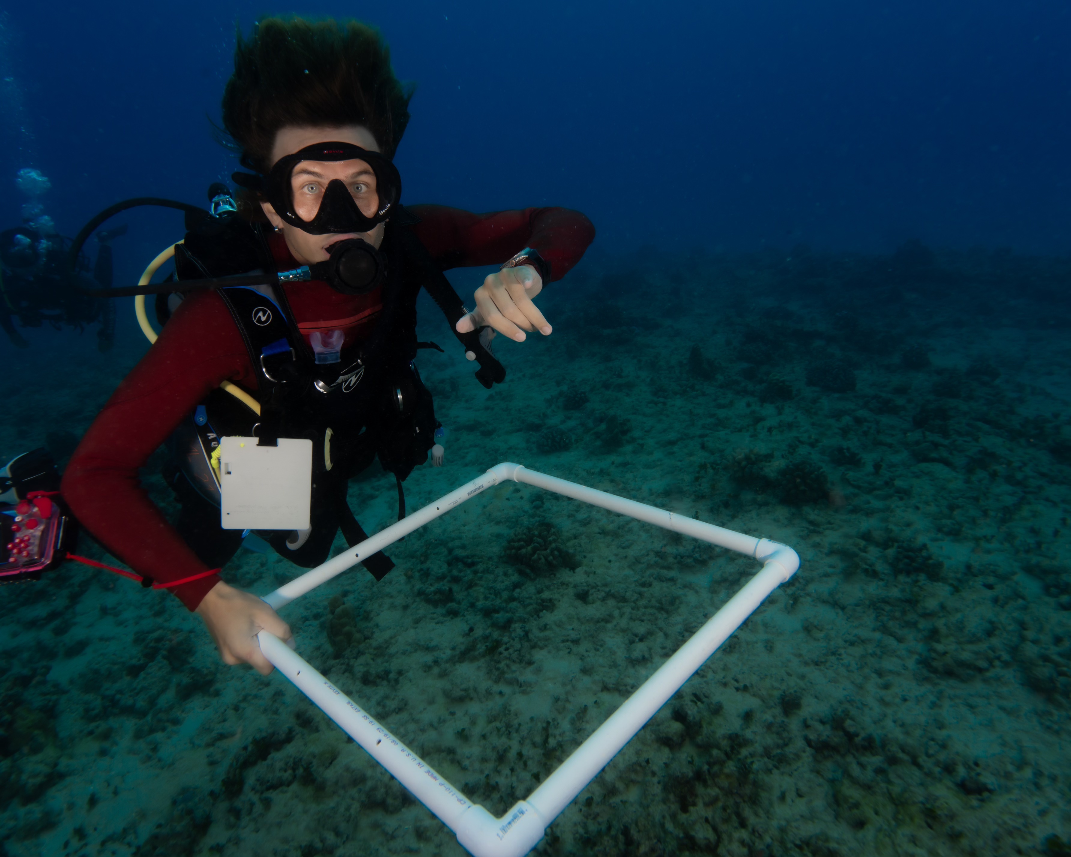 Marine Biology Internship in Hawaii - Ocean Alliance Project