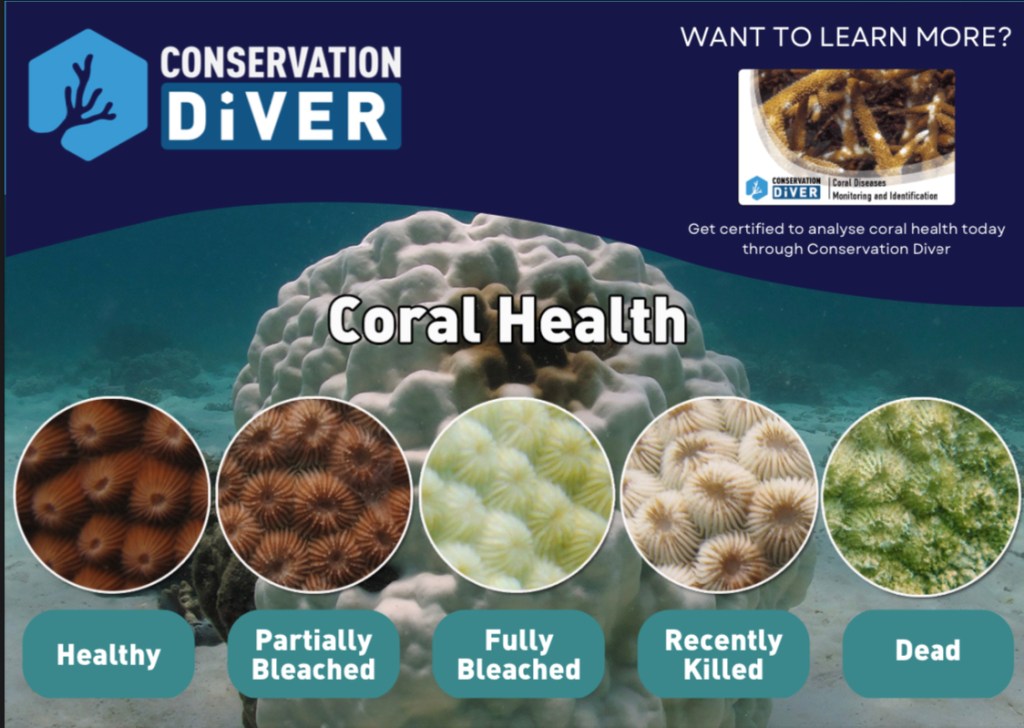 Coral Bleaching Reporting Tool - Ocean Alliance Project